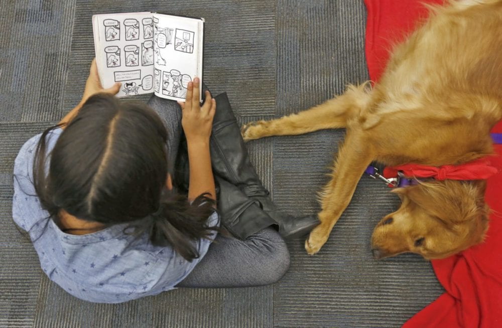 A reading day with the dogs
