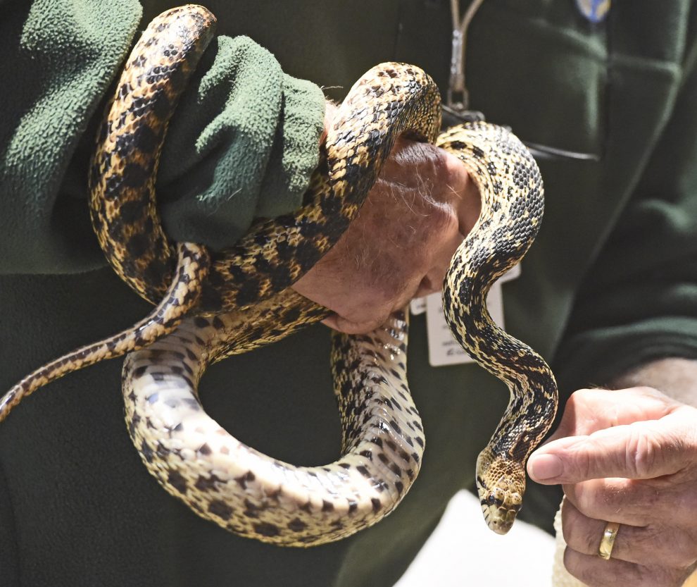 "Itty bitty" snake caught inside KinderCare