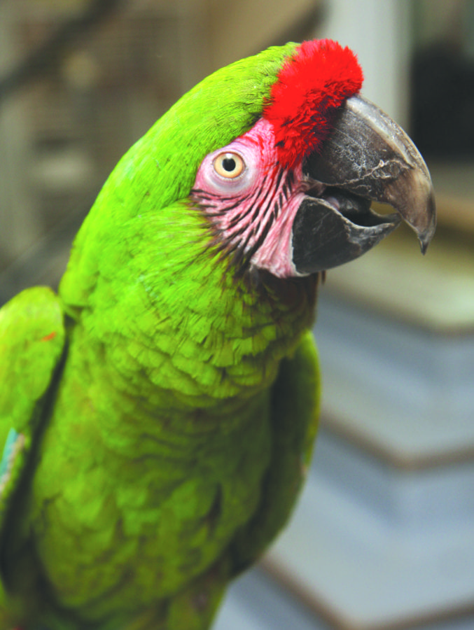 The case for bird adoption