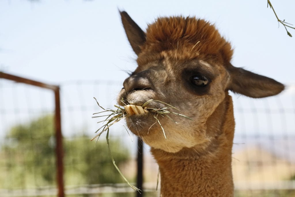 Sweet Water Alpaca Ranch offers home to fleecy animals