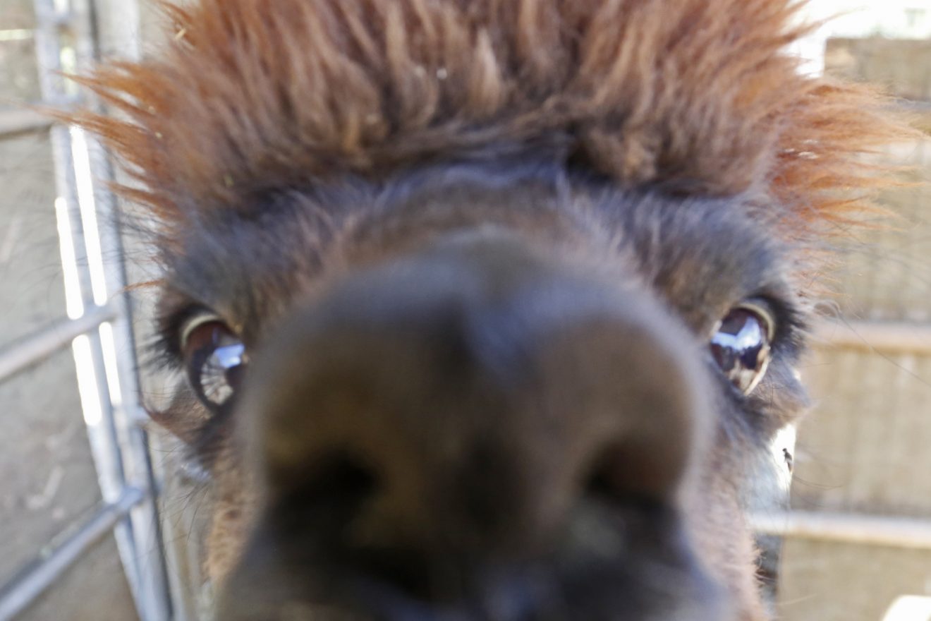 Sweet Water Alpaca Ranch offers home to fleecy animals