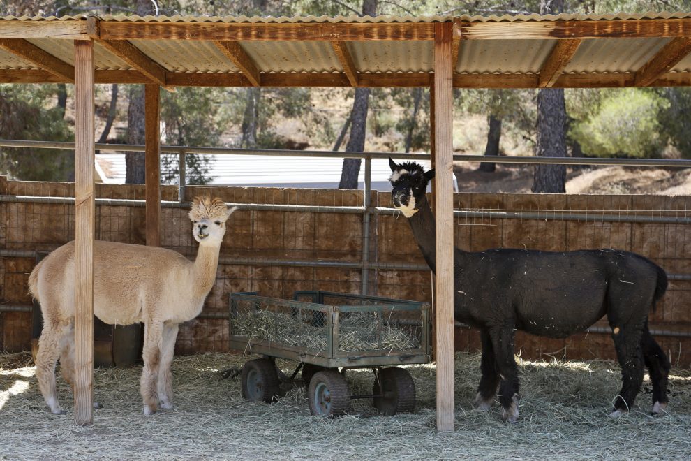 Sweet Water Alpaca Ranch offers home to fleecy animals