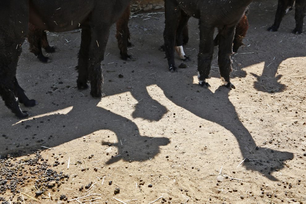 Sweet Water Alpaca Ranch offers home to fleecy animals