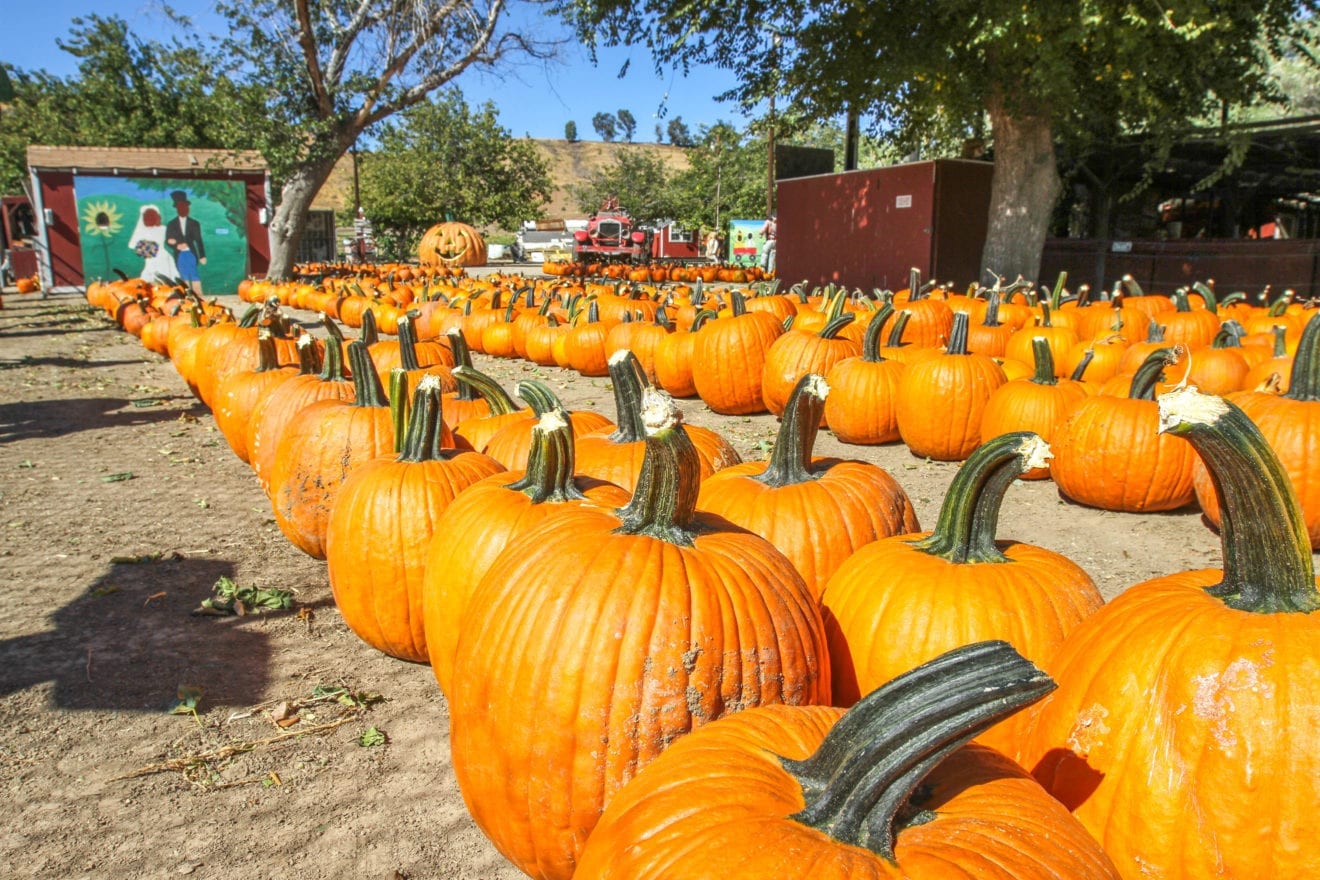 Lombardi Ranch scheduled to open to public for pumpkins and pictures only