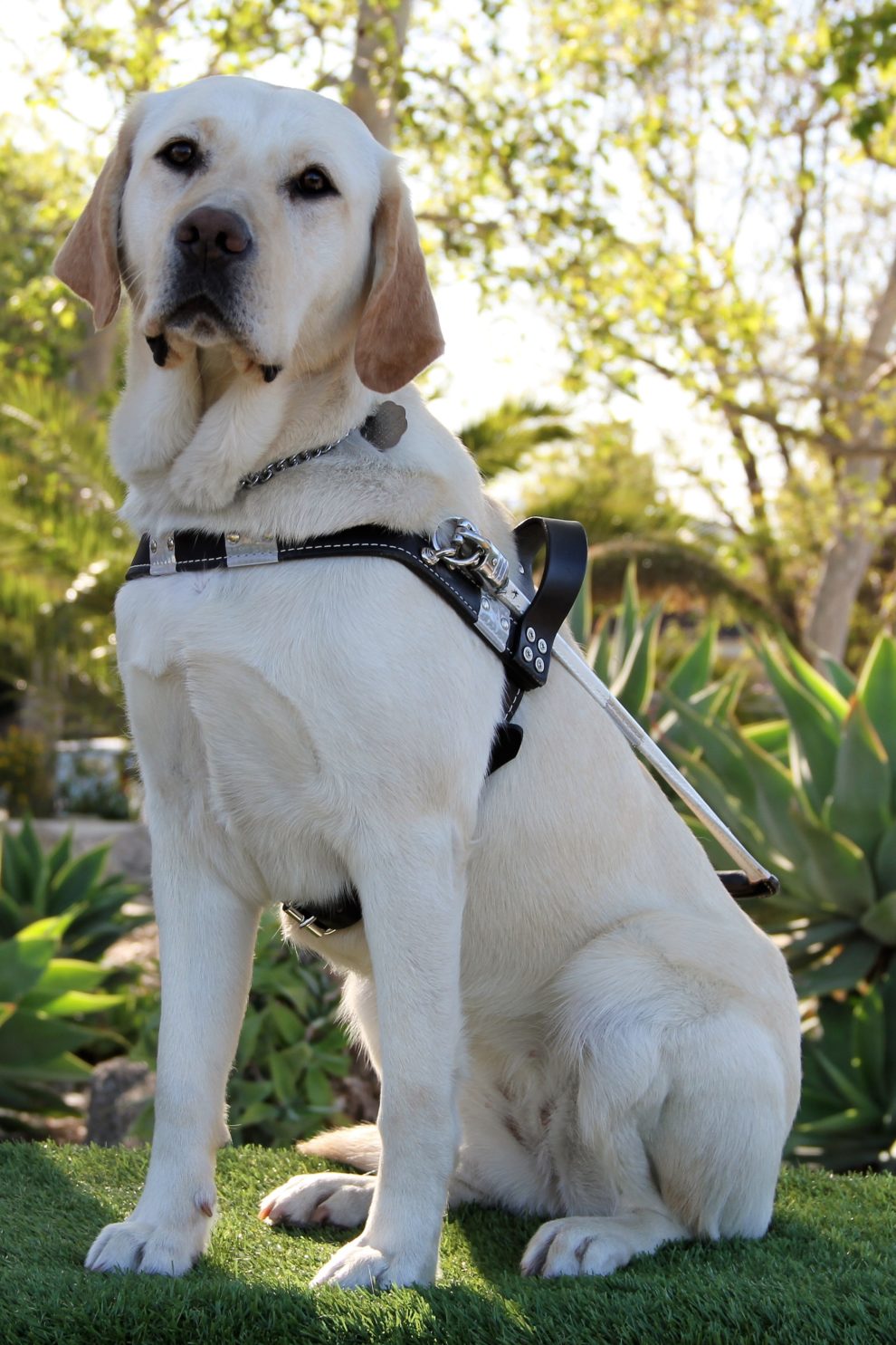 Local family raises second puppy for Guide Dogs of America