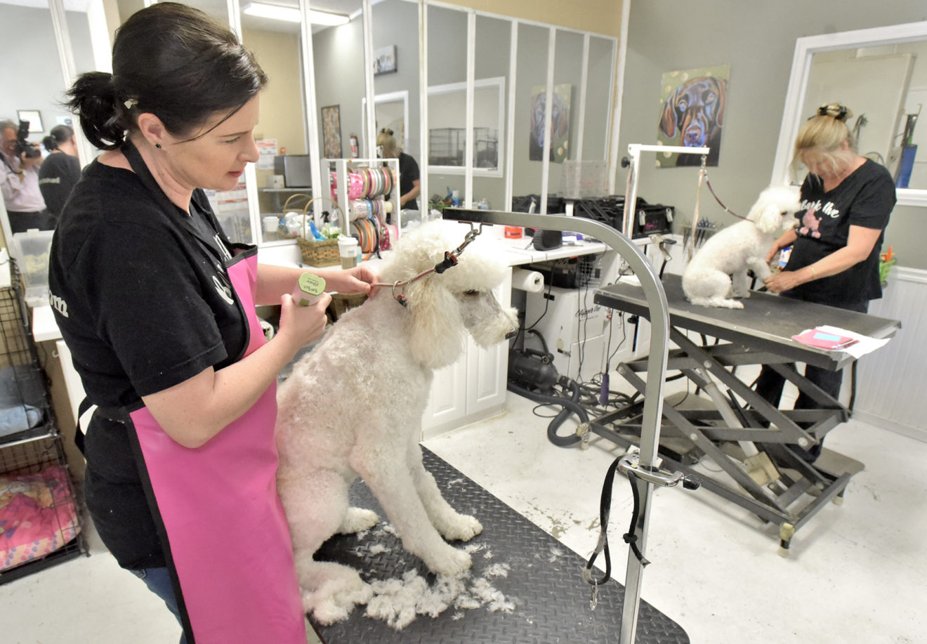 It’s the time of year to groom your pets