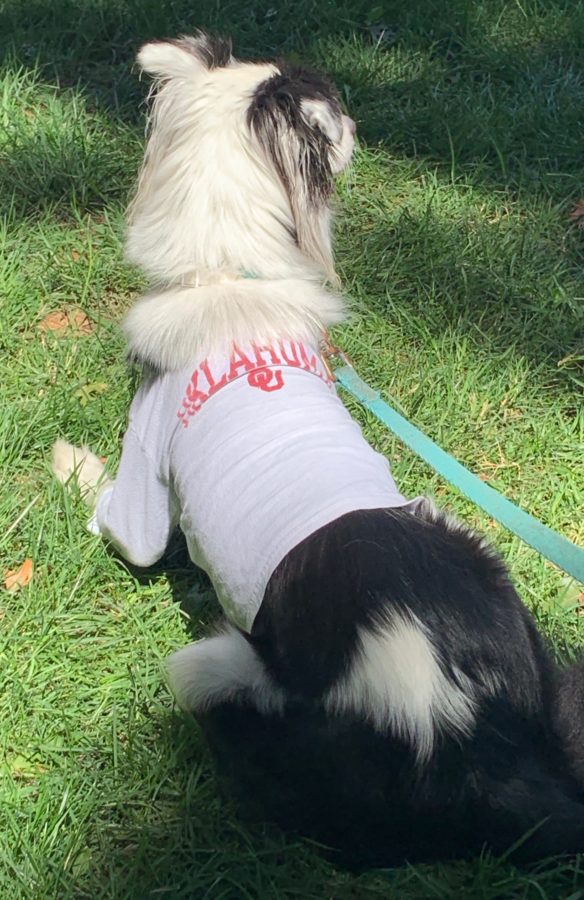 Tim Whyte | How I Almost Hitched a Ride on a Freight Train