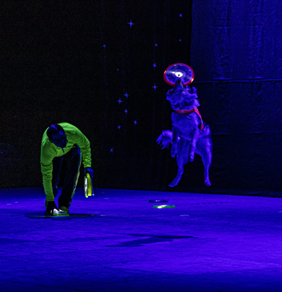 Stunt dog experience leaves the audience in awe