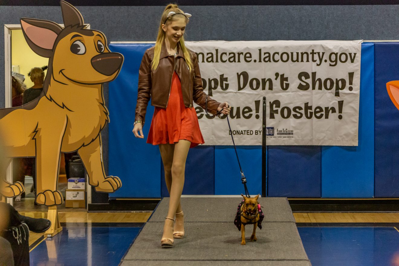 Doggie Catwalk: Dogs walk the runway in support of Castaic Animal Shelter