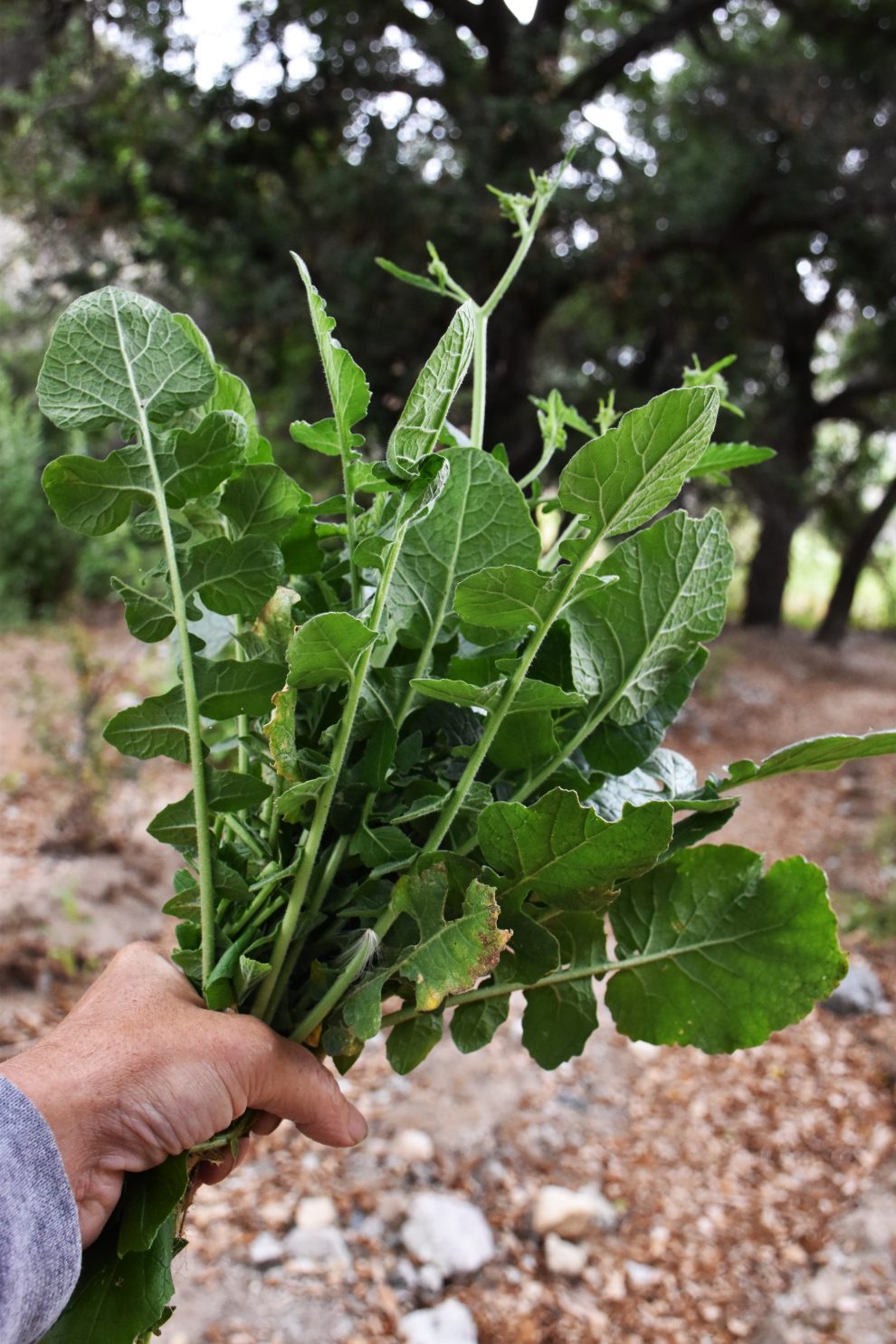 Taking a walk on the wild side