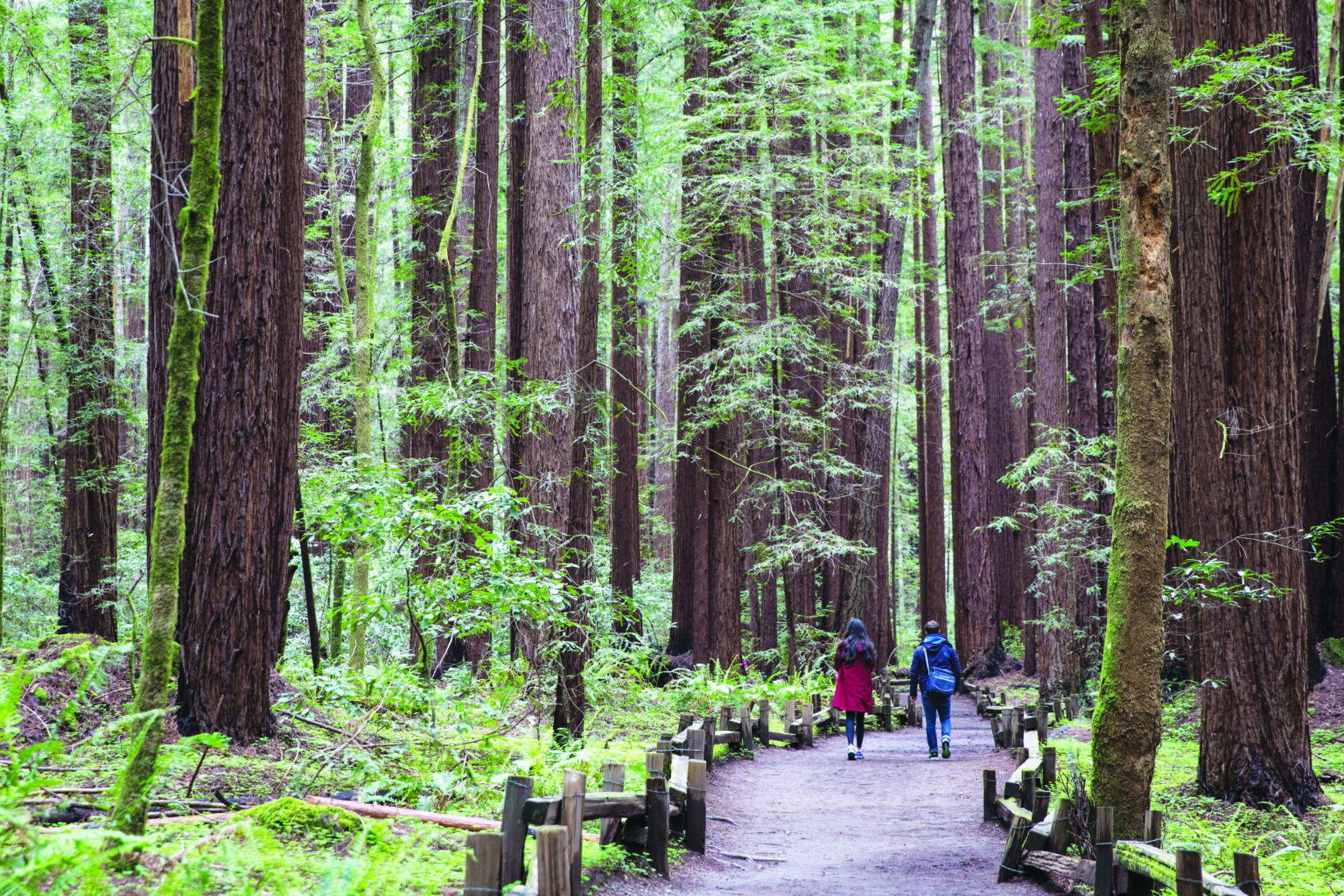 Plan an adventure to explore the big trees