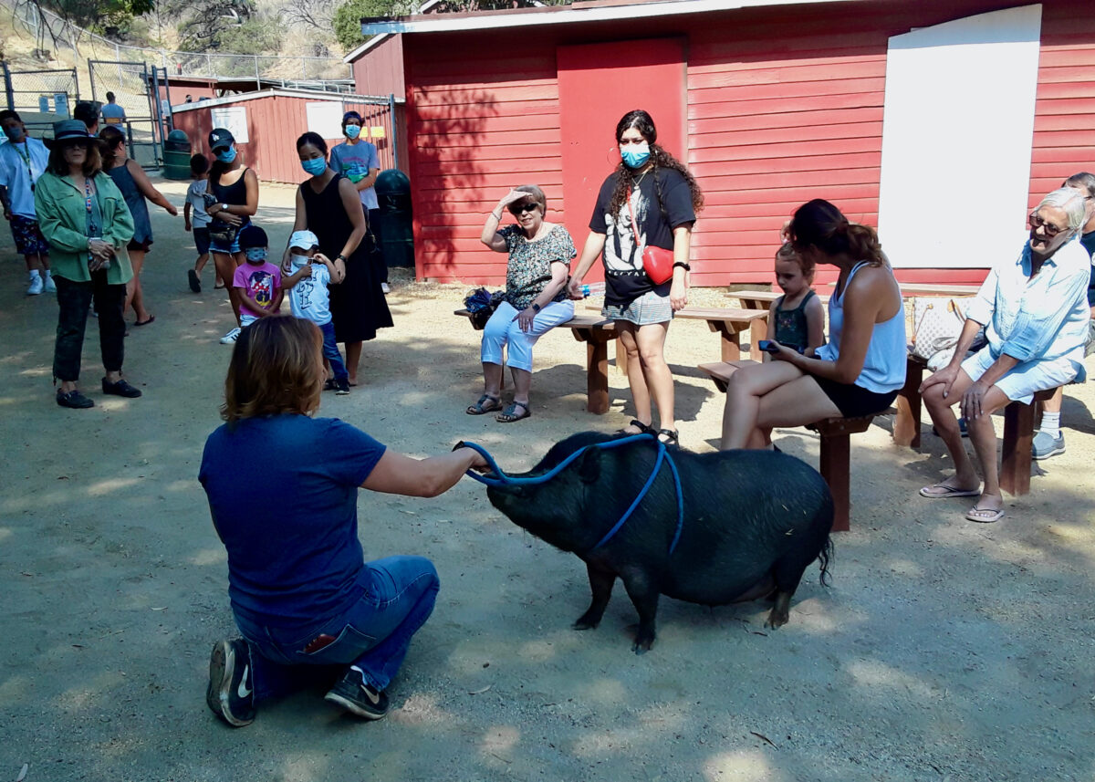 Hart Park Barnyard celebrates long-anticipated reopening
