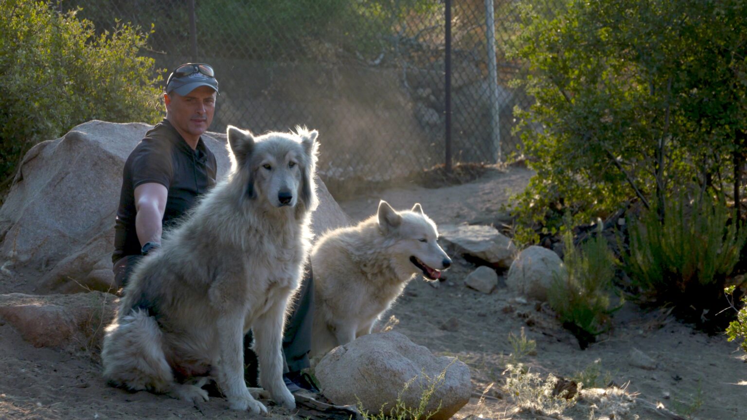 New documentary highlights wolf protection, therapy
