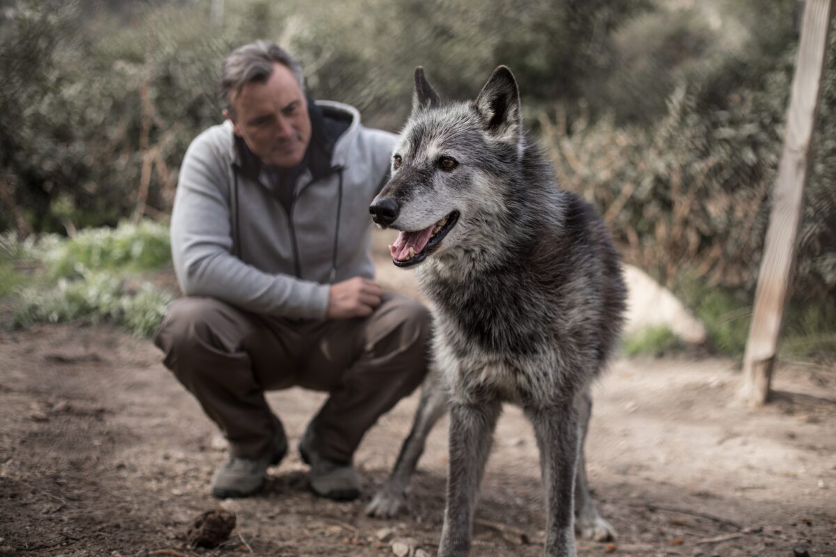 New documentary highlights wolf protection, therapy