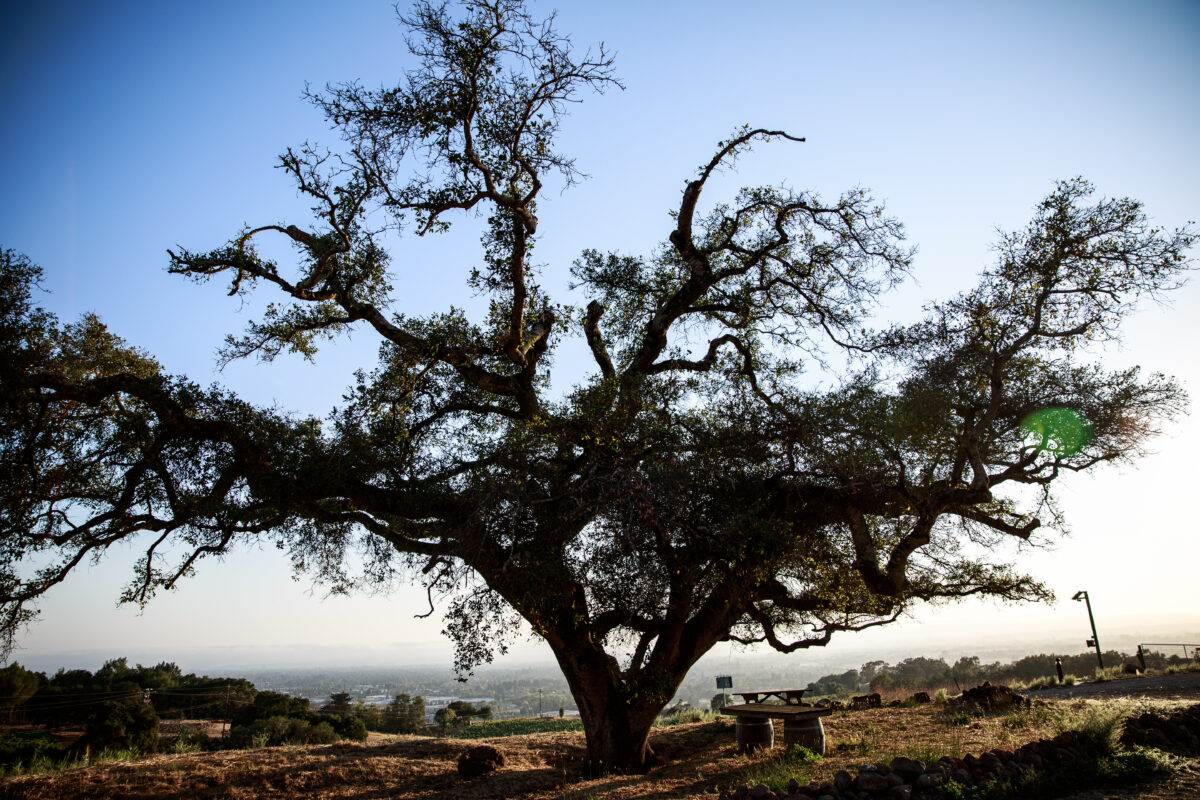 Cheers to California Wine Month