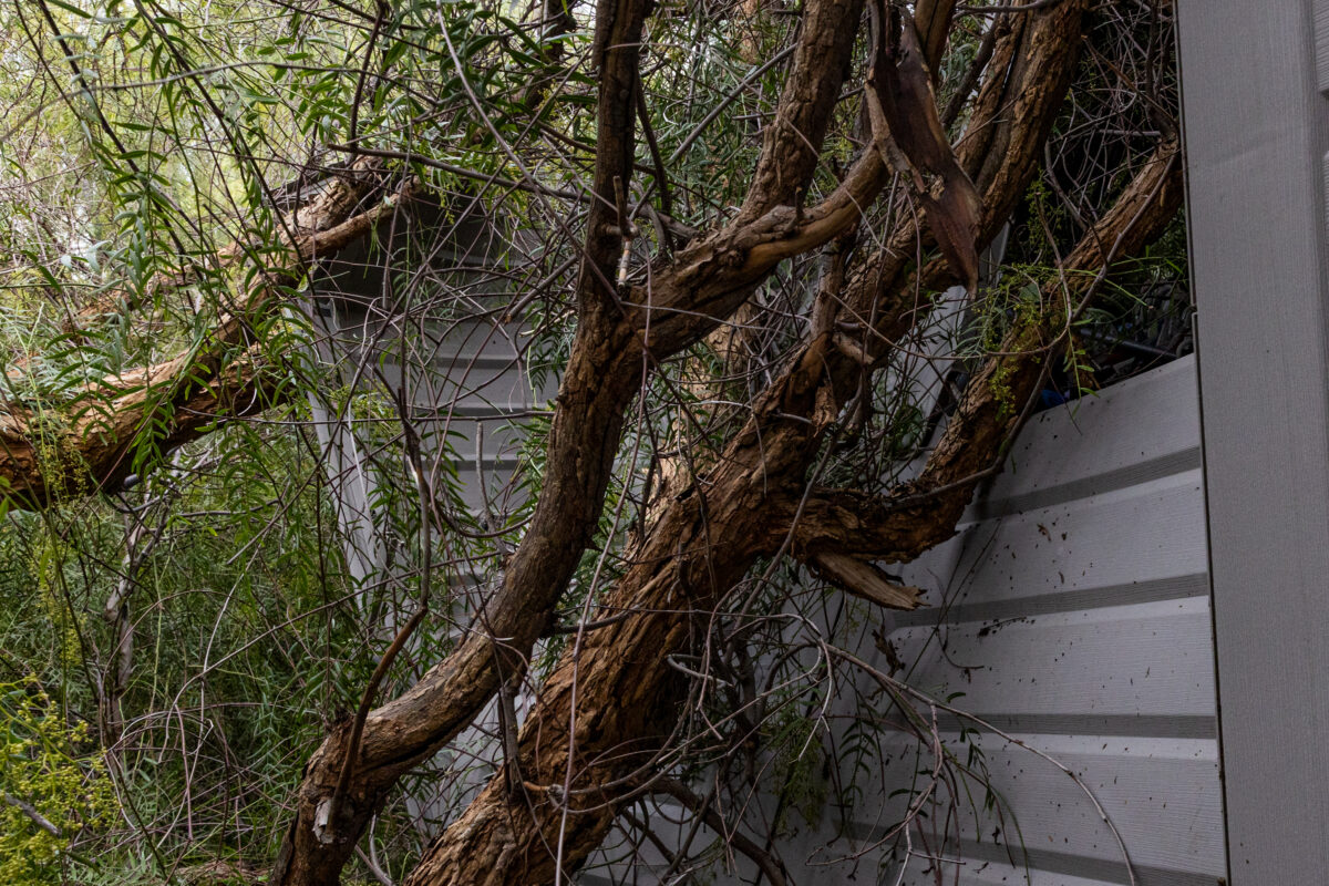 50-foot tree falls, damages backyard of Canyon Country home