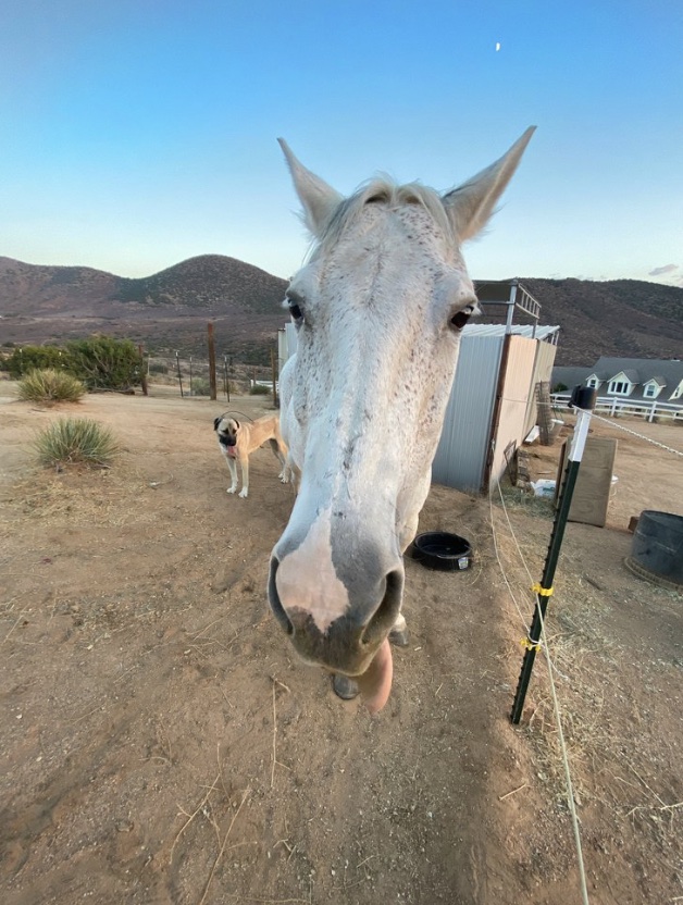 Living in the moment through animals, Press Paws gives back