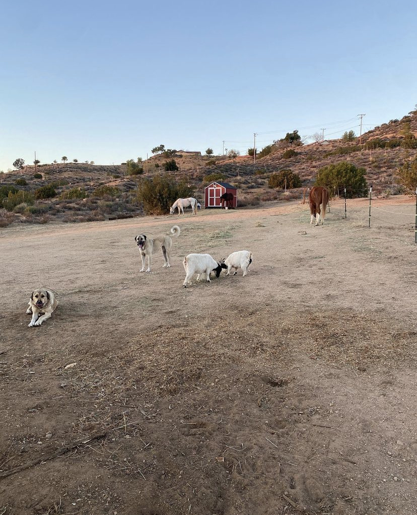 Living in the moment through animals, Press Paws gives back