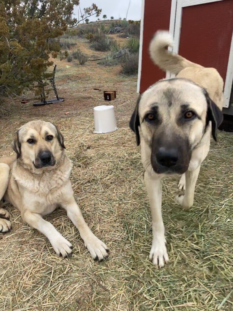 Living in the moment through animals, Press Paws gives back