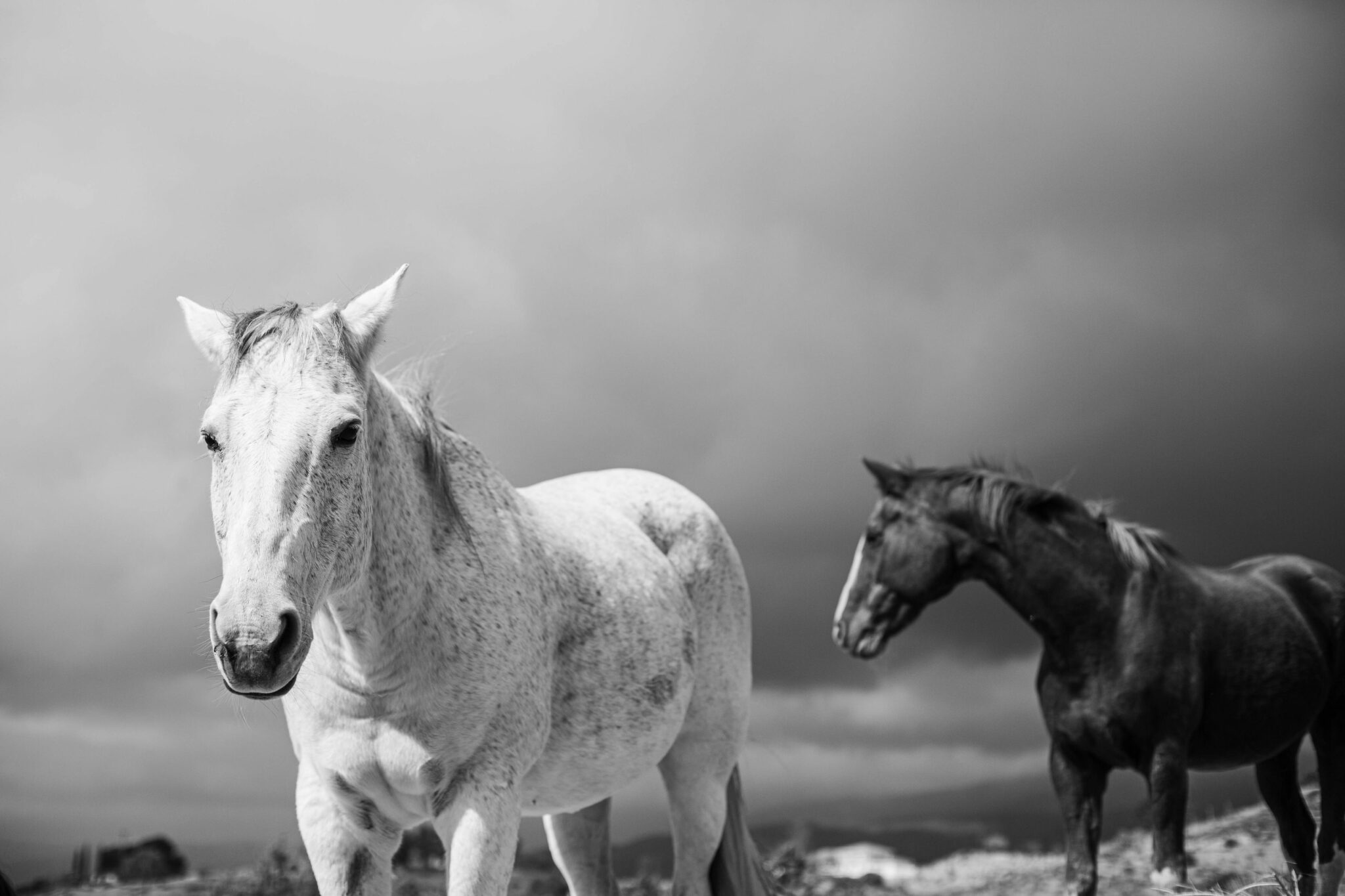 Living in the moment through animals, Press Paws gives back