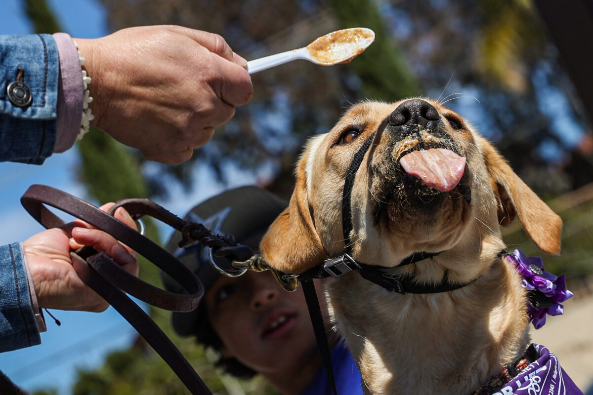 Bark for Life celebrates dogs, raises money for cancer