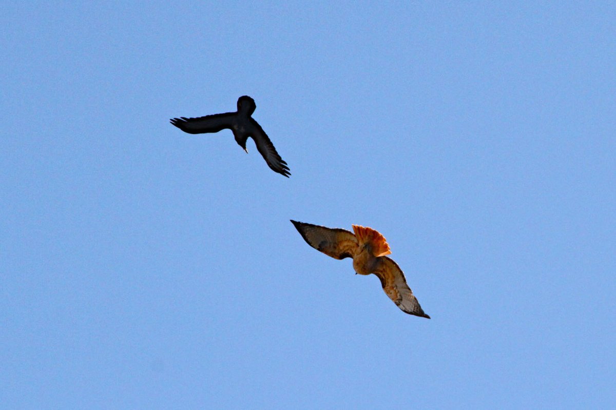 Birds of a Feather… Flock to the SCV