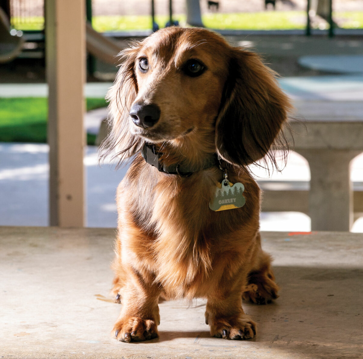 Wiener dog representing Santa Clarita in race