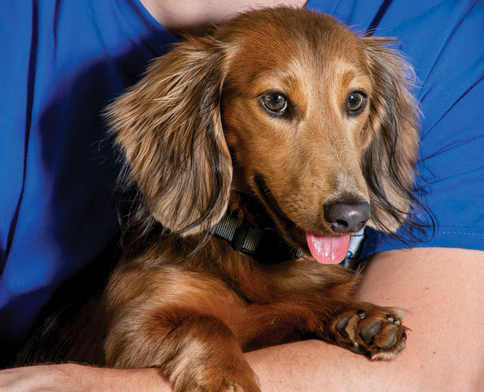 SCV wiener dog cuts mustard at Wiener Nationals