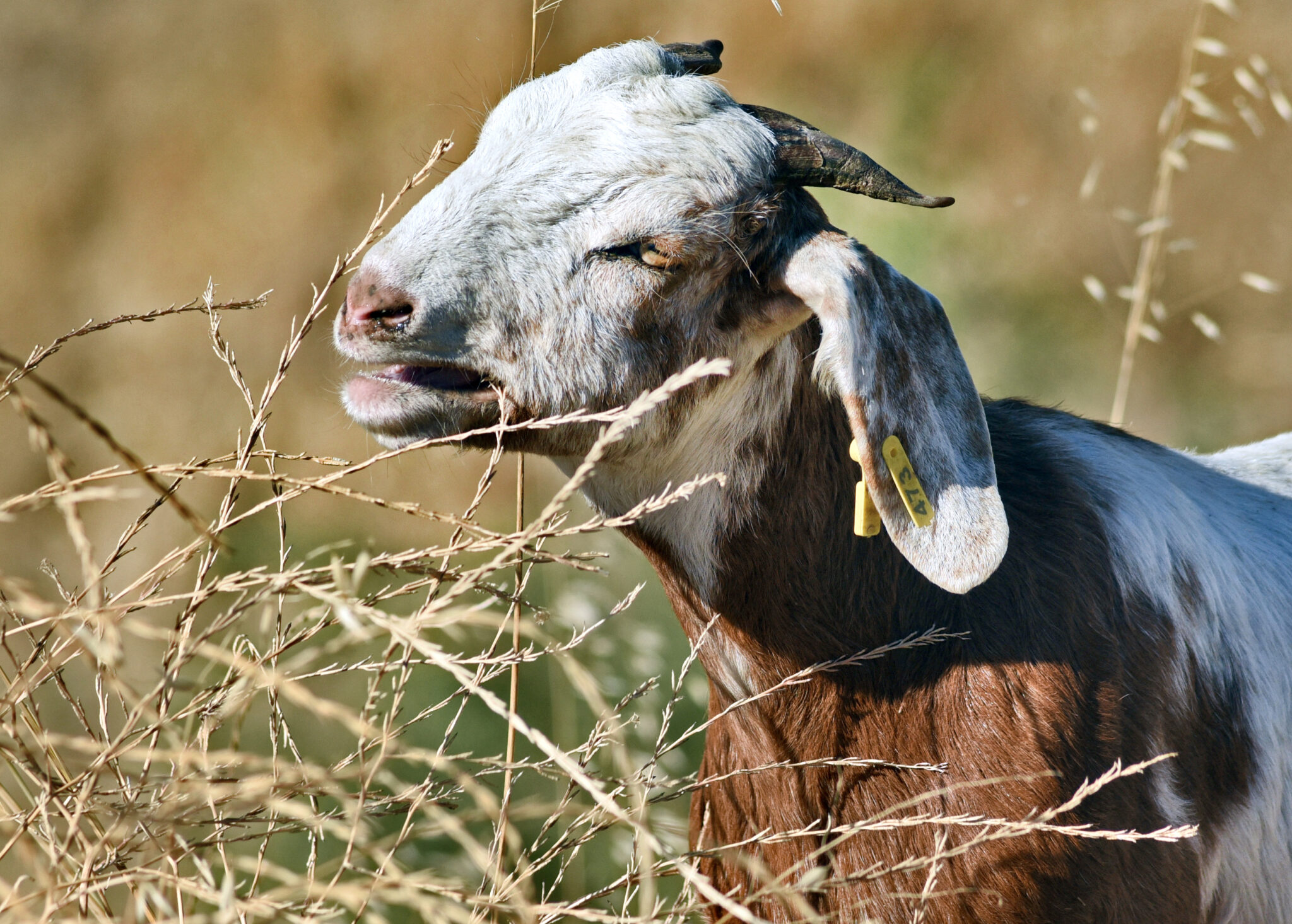Are goats the answer to preventing wildfires? Pitchess inmates are ...