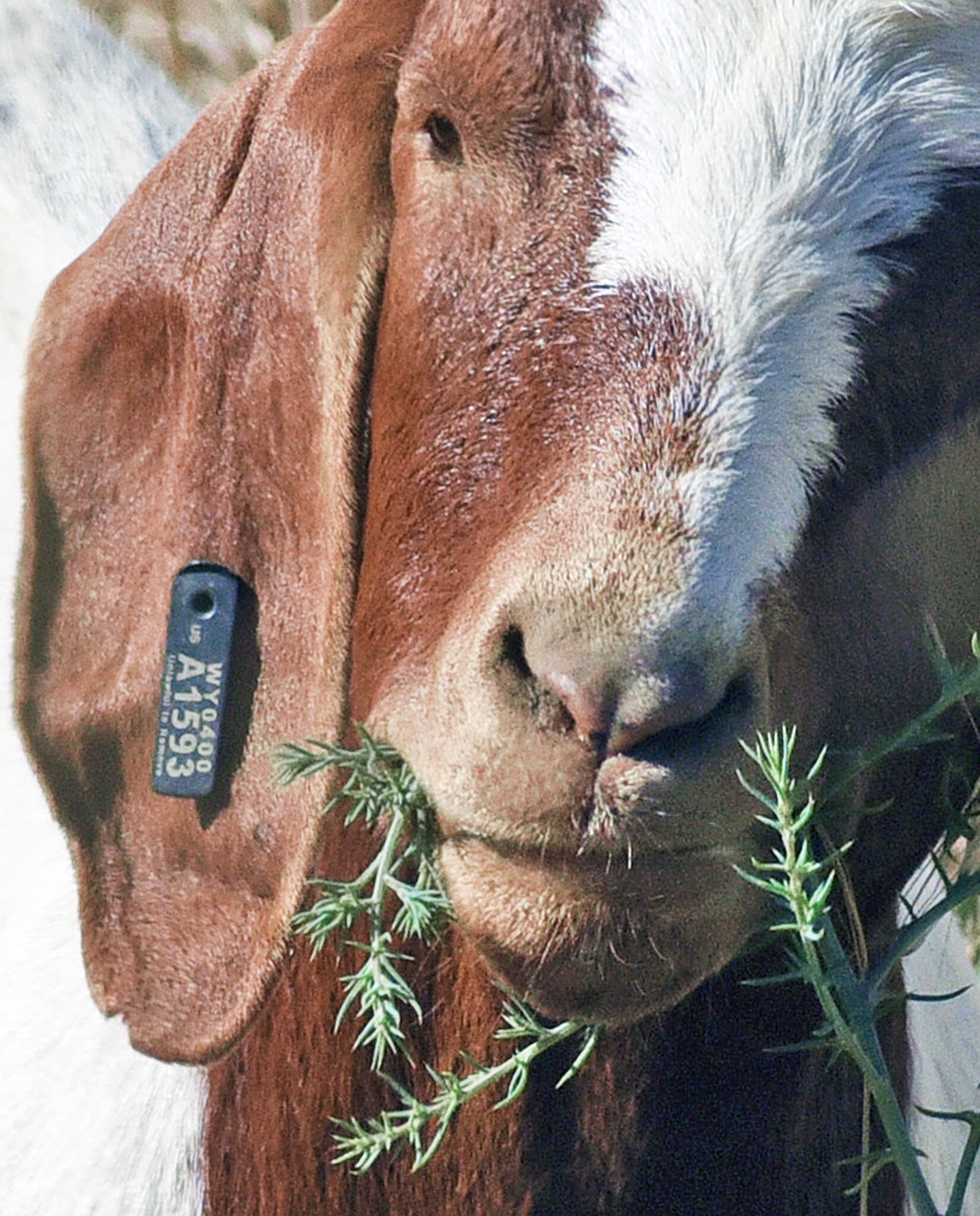 Are goats the answer to preventing wildfires? Pitchess inmates are ...