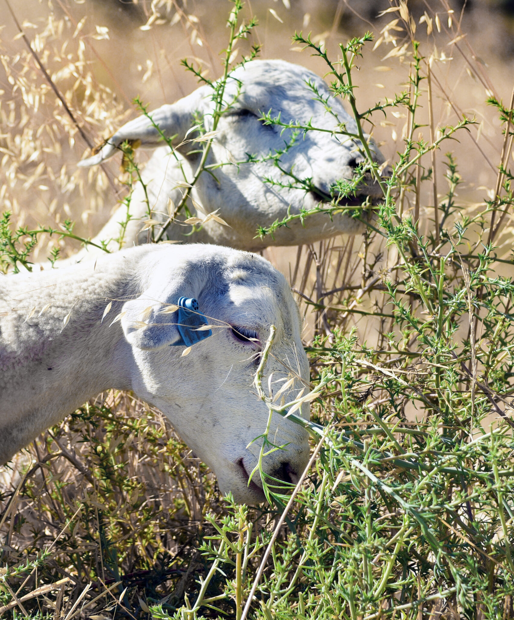 Are goats the answer to preventing wildfires? Pitchess inmates are ...