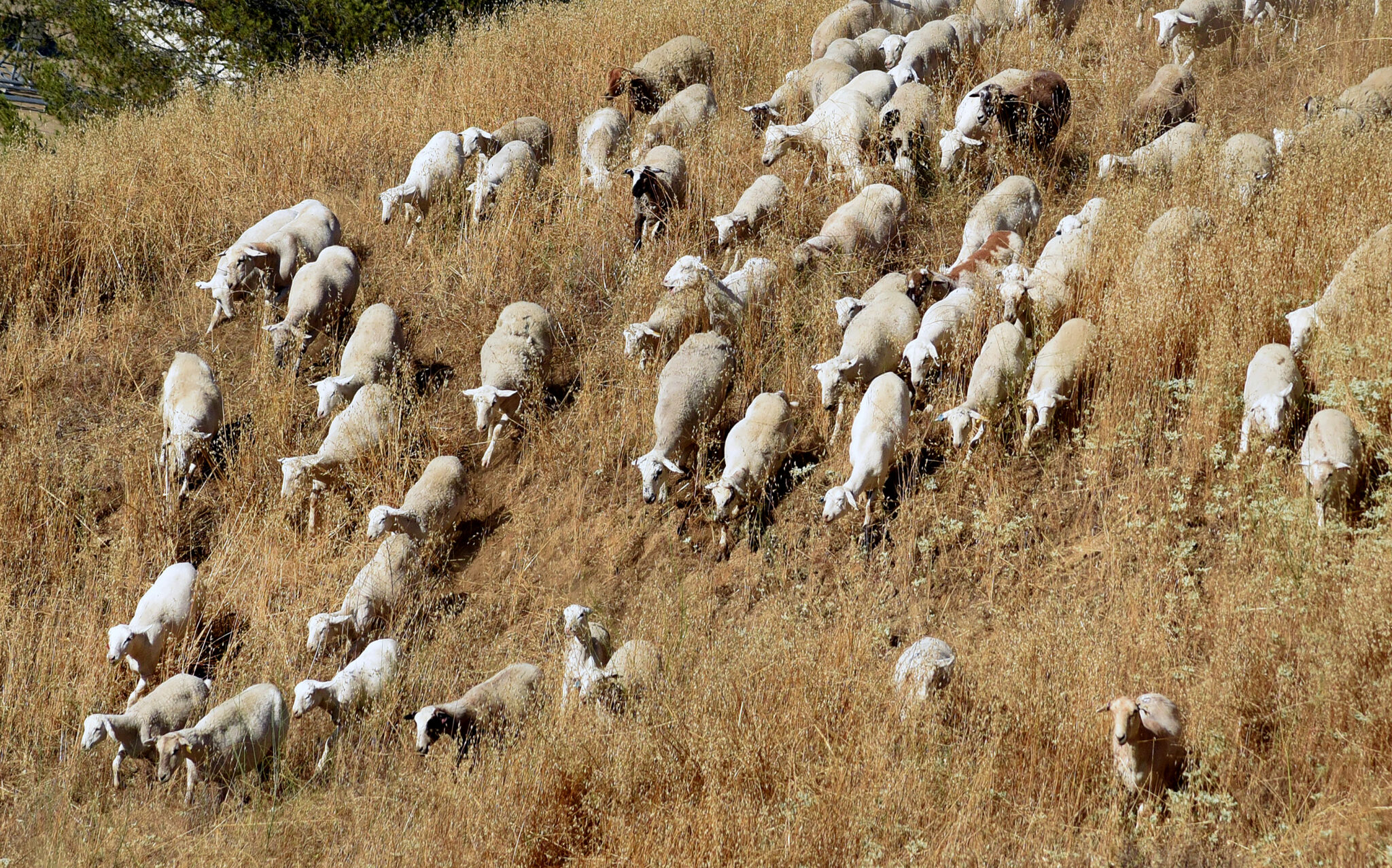 Are goats the answer to preventing wildfires? Pitchess inmates are ...