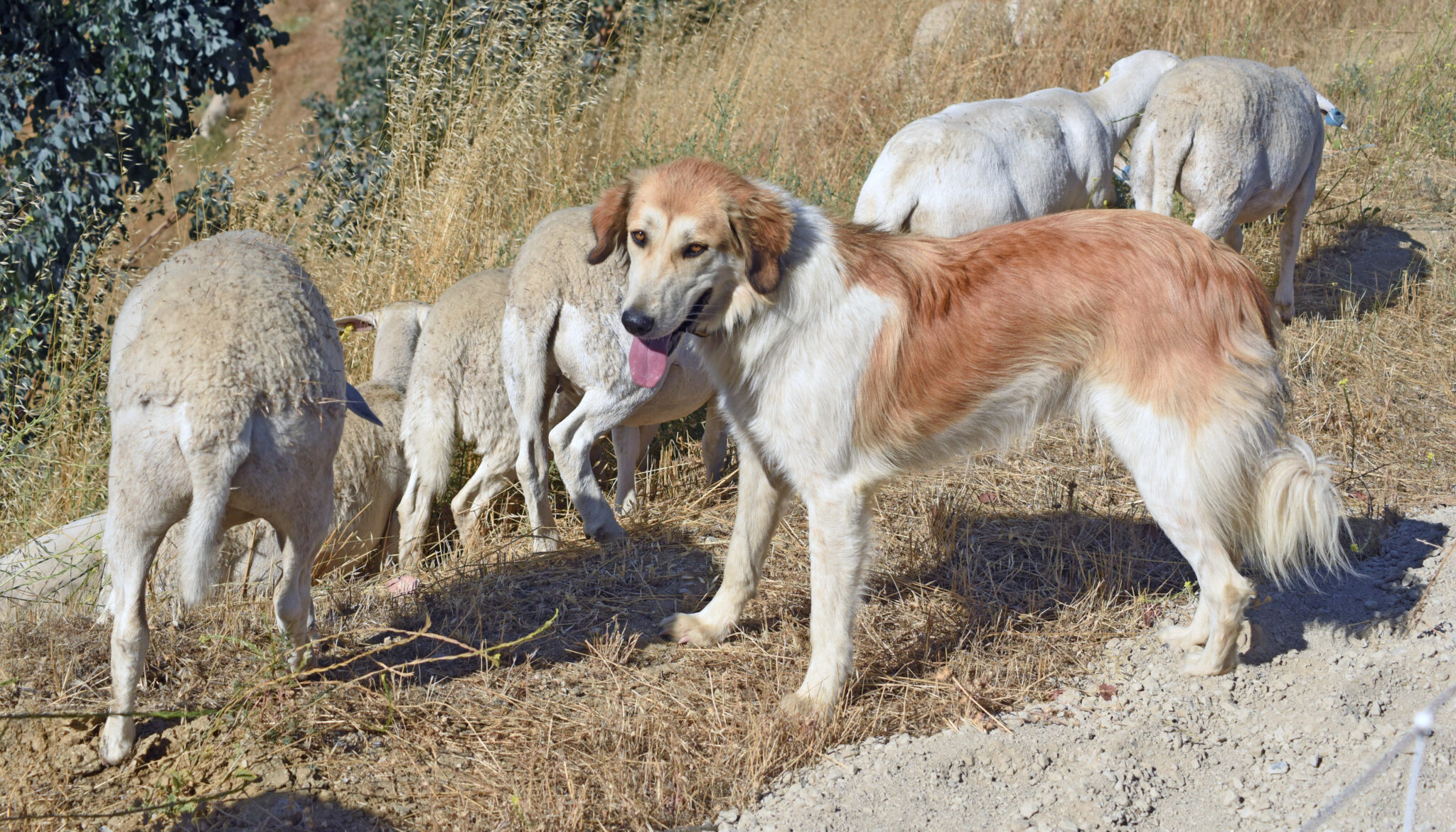 Are goats the answer to preventing wildfires? Pitchess inmates are ...