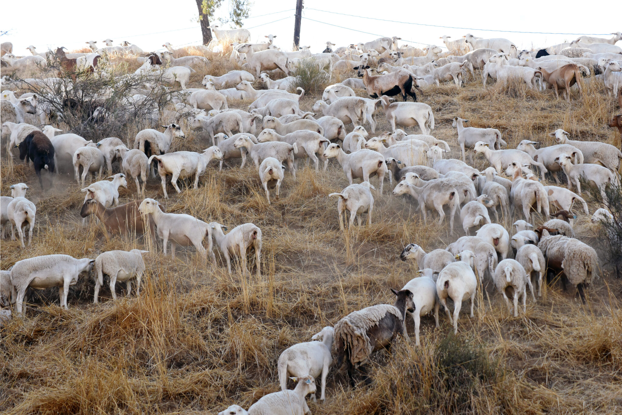 Are goats the answer to preventing wildfires? Pitchess inmates are ...