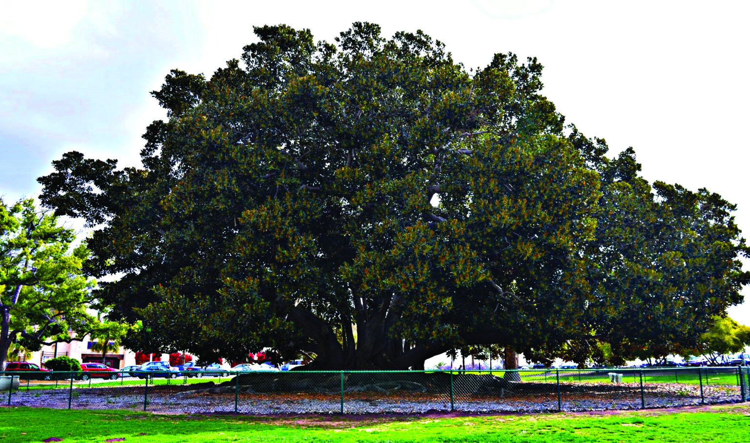 California’s Historic Trees