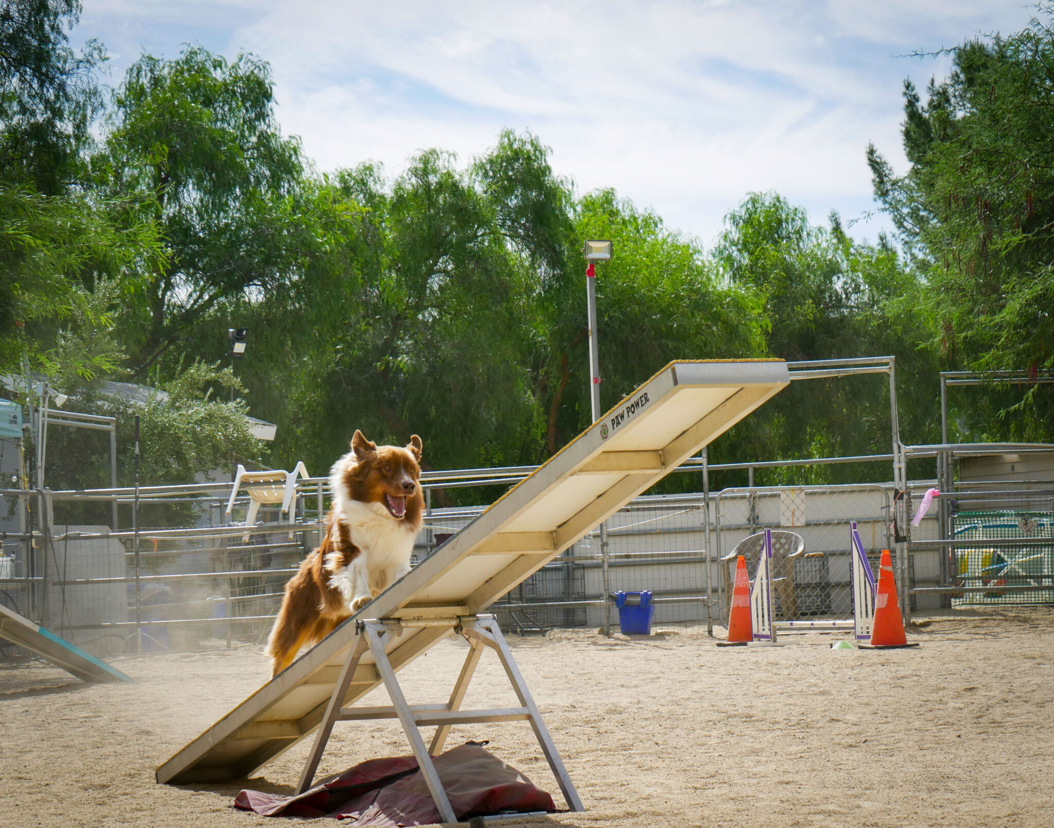 SCV Aussies take their bite at the international finals in agility
