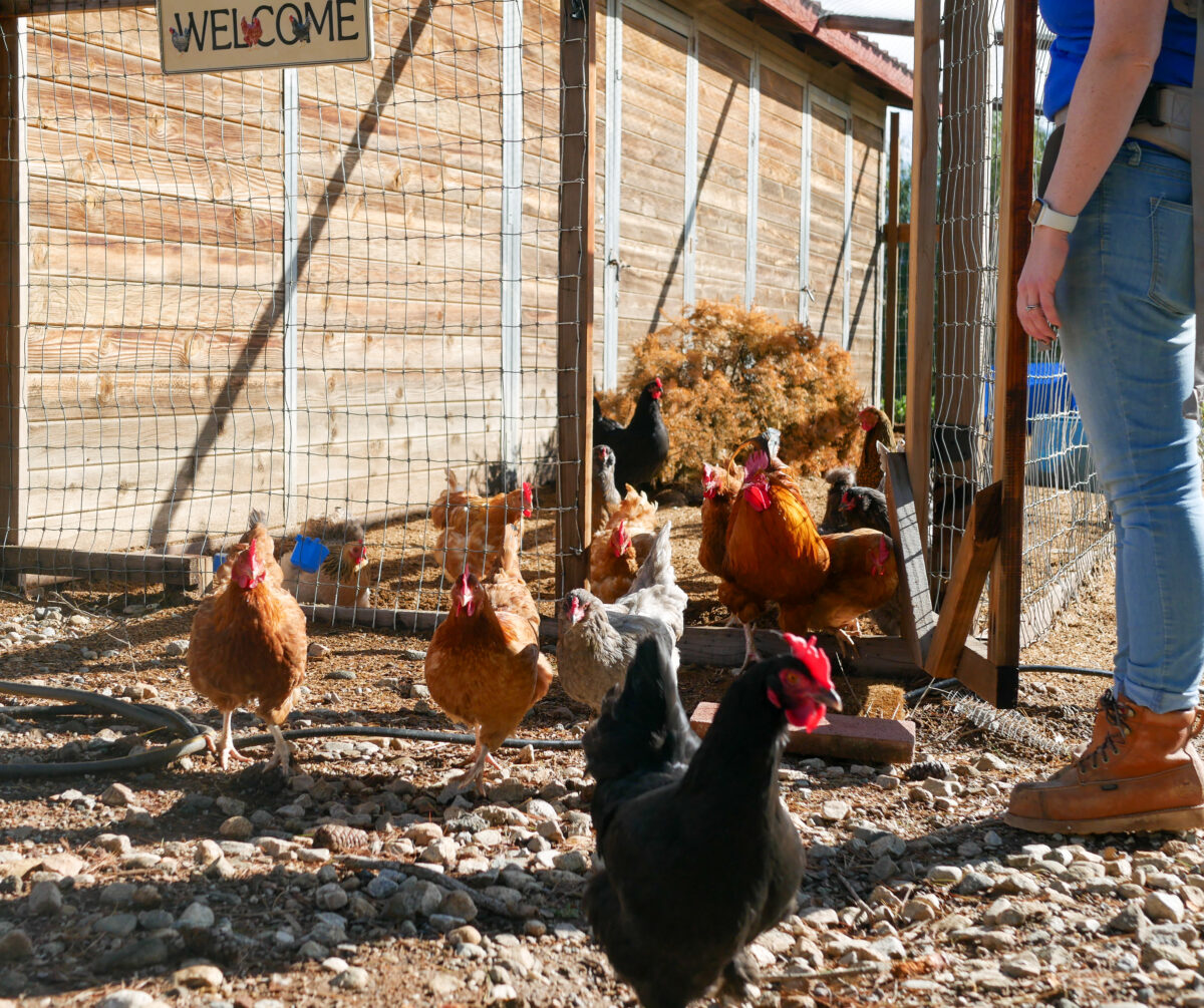 Im-peck-able chicken raising: Lively Little Farms aims at sustainably ...