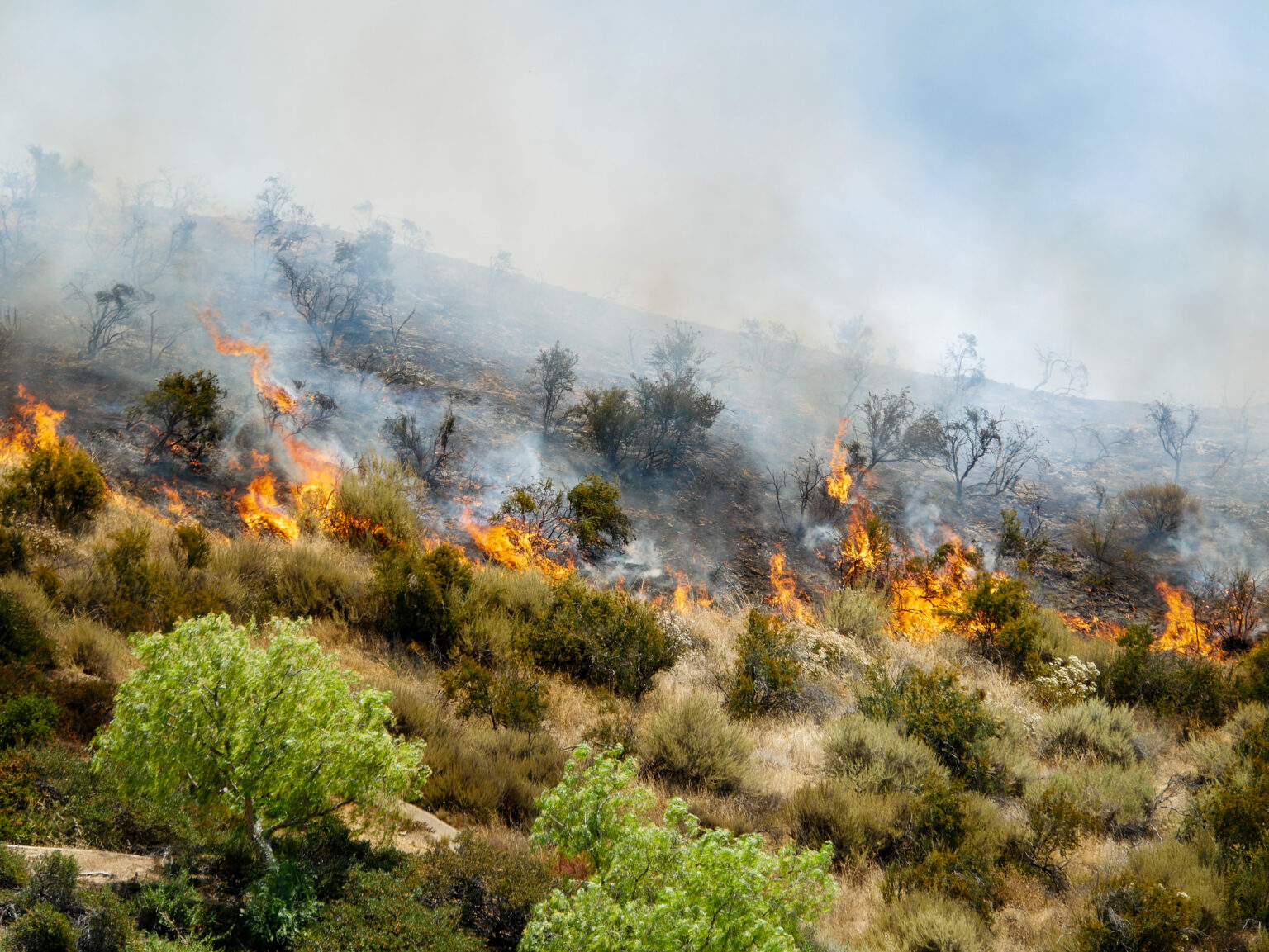 Indigo Fire burns 22 acres in Castaic