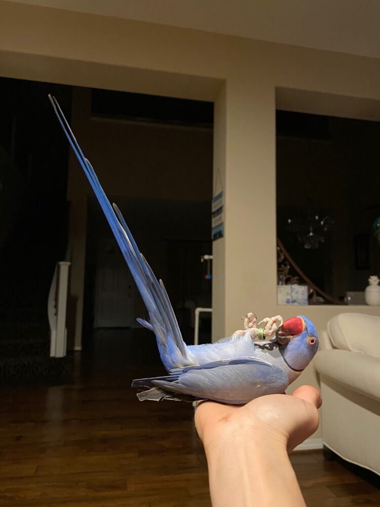 Pet bird flies off in heavy wind, owners ask for help