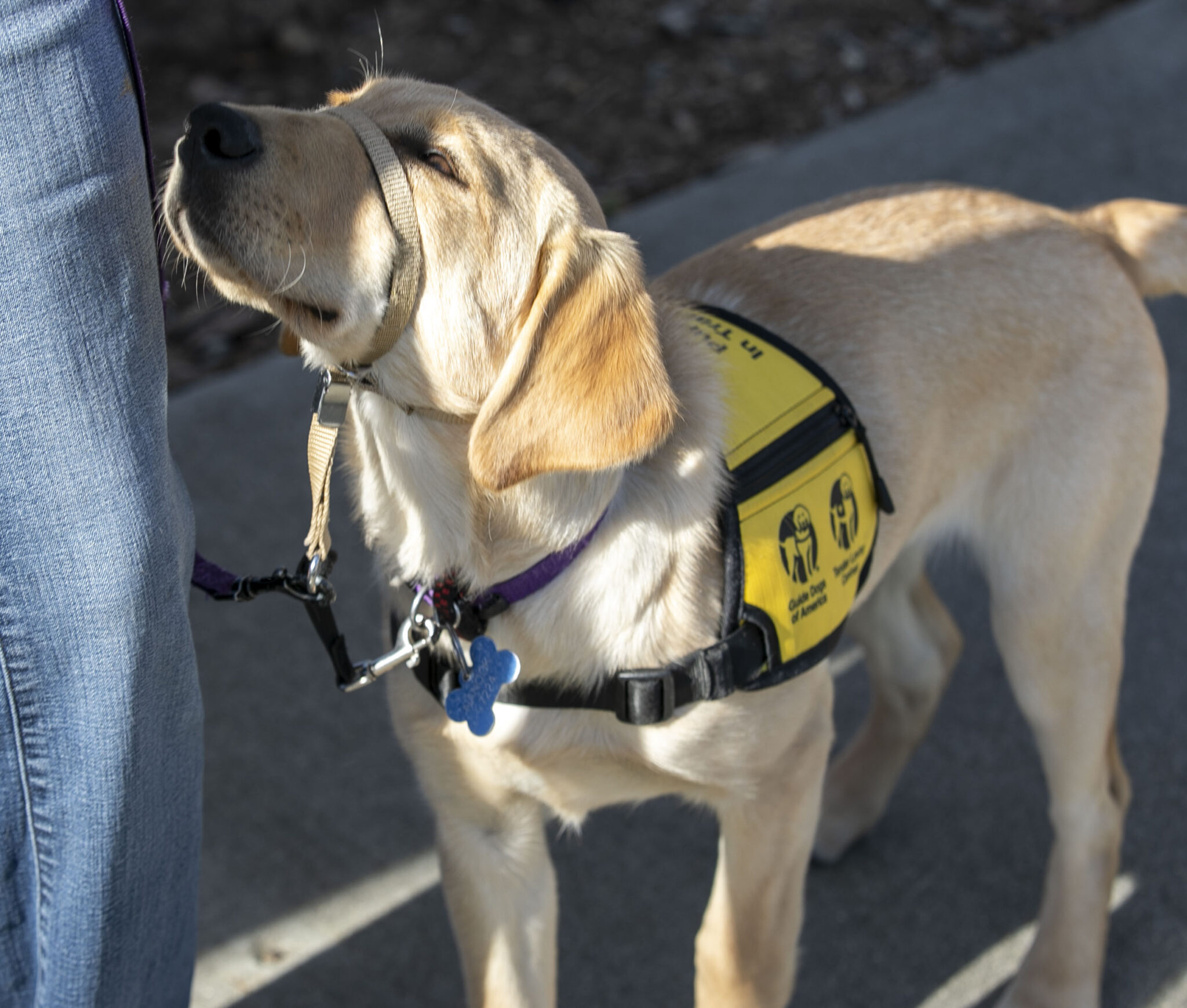 Service and guide dogs hop on buses for Transportation Day