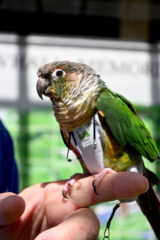 ‘Birds of a feather’: Dream team helps hospital patients