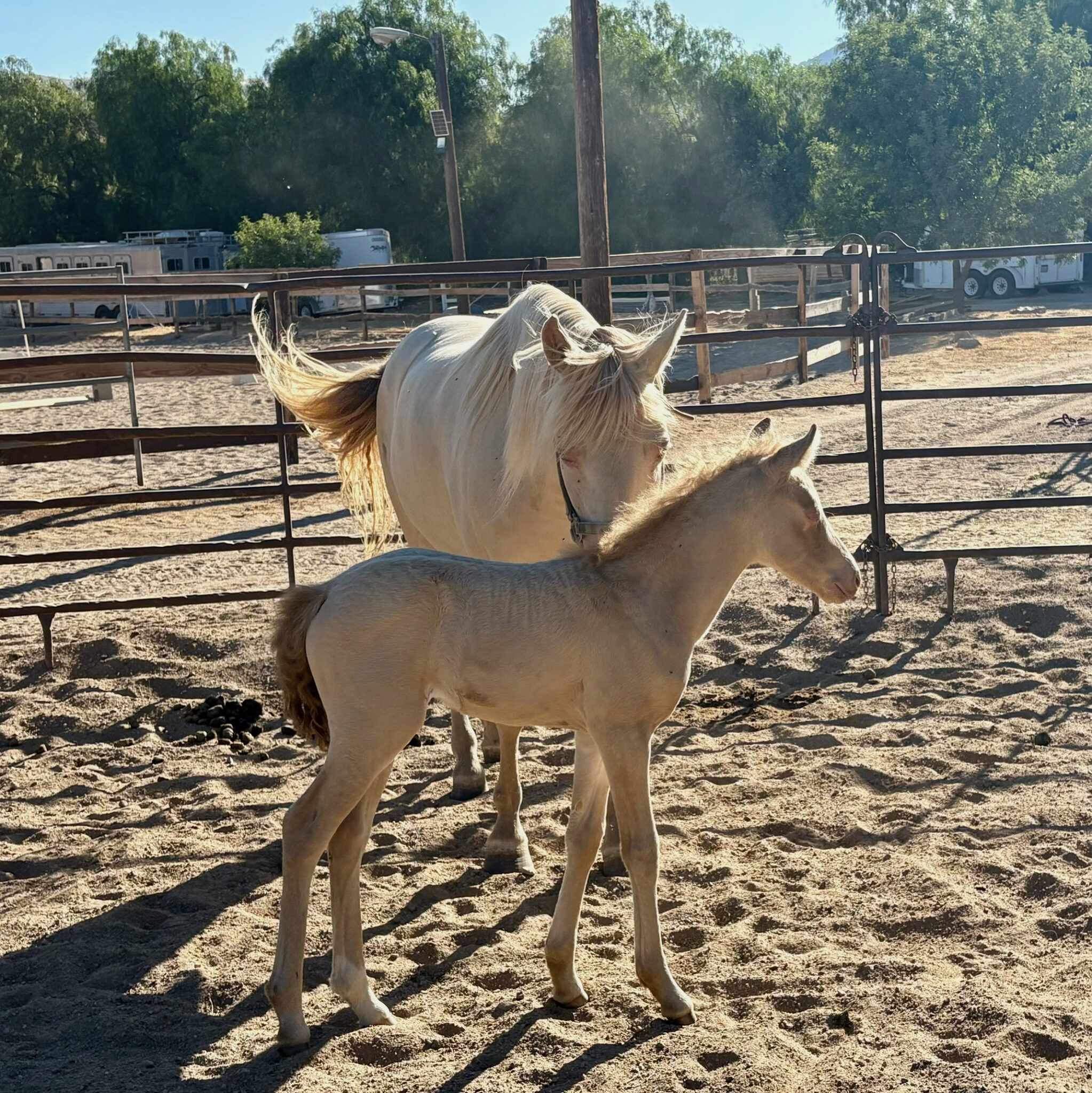 Blind foal in recovery after vision-restoring surgery